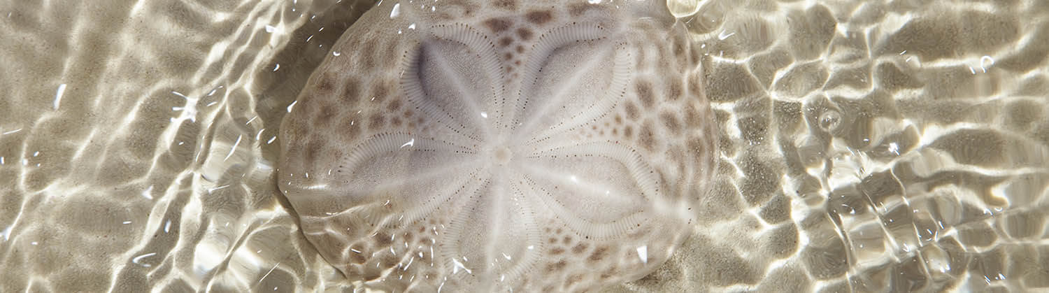 7 DIY Projects to Make with Sand Dollars
